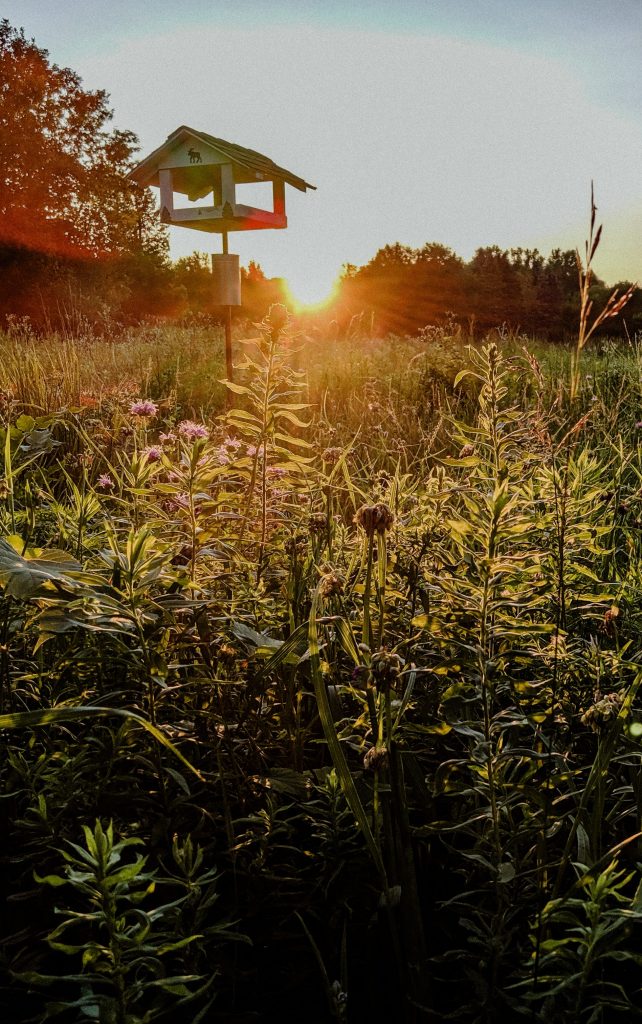 Wildflower Society | Dodge Nature Center