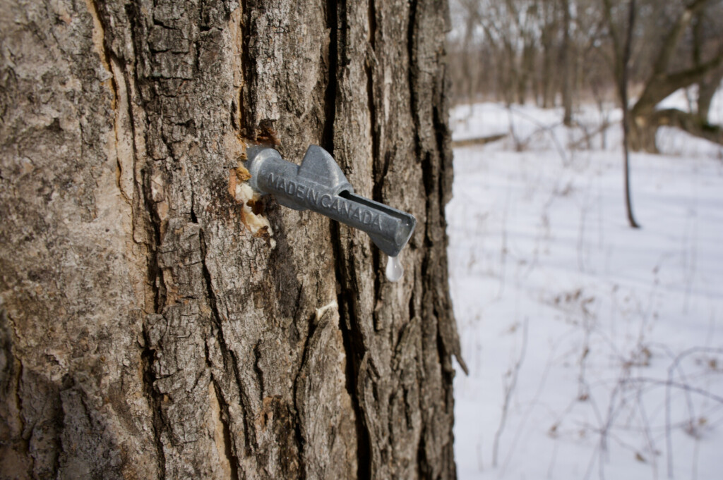 Science of Maple Sap Dodge Nature Center