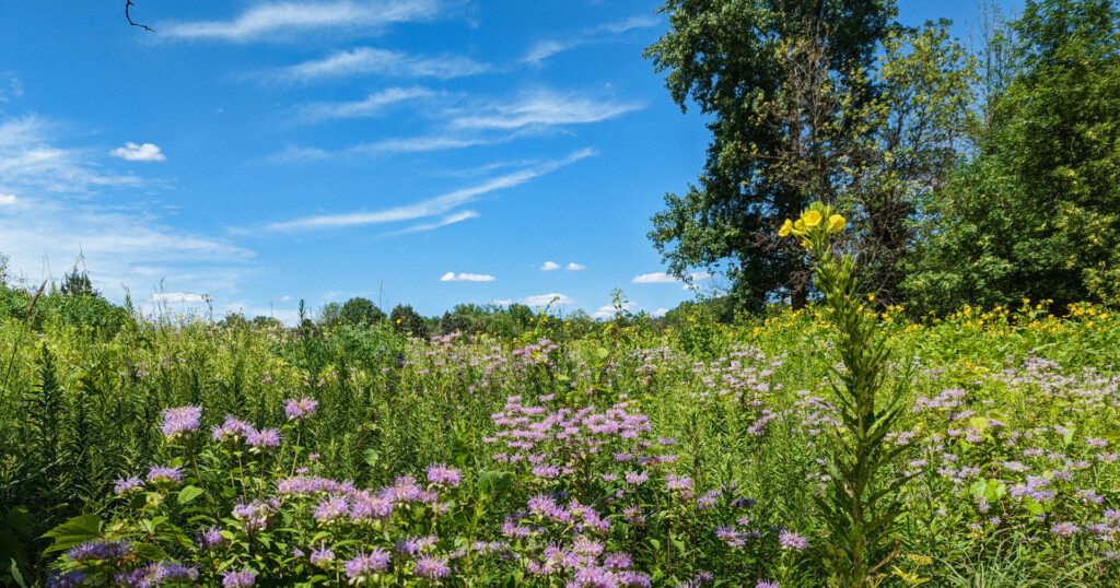 Access and Inclusion at Dodge | Dodge Nature Center