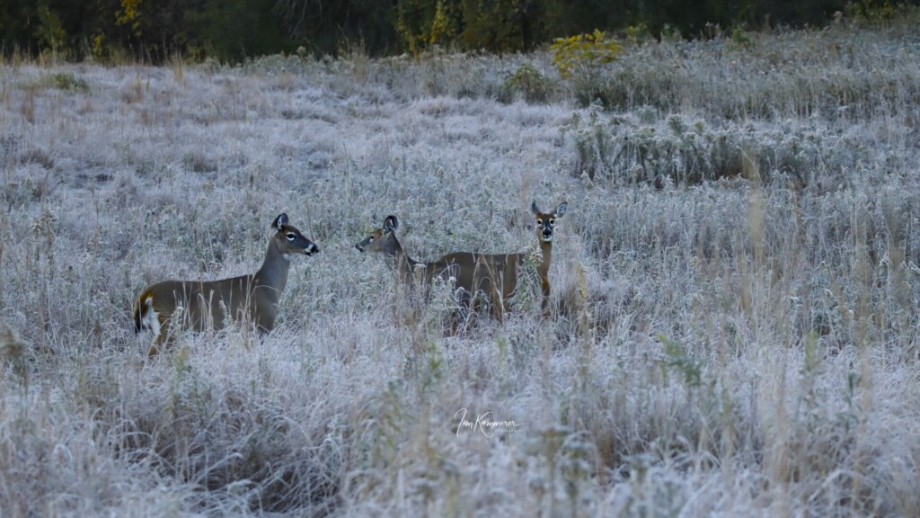 Dew you know about frost? | Dodge Nature Center
