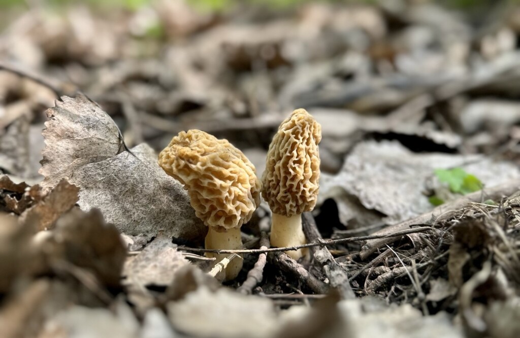 Fresh flavors from the forest | Dodge Nature Center