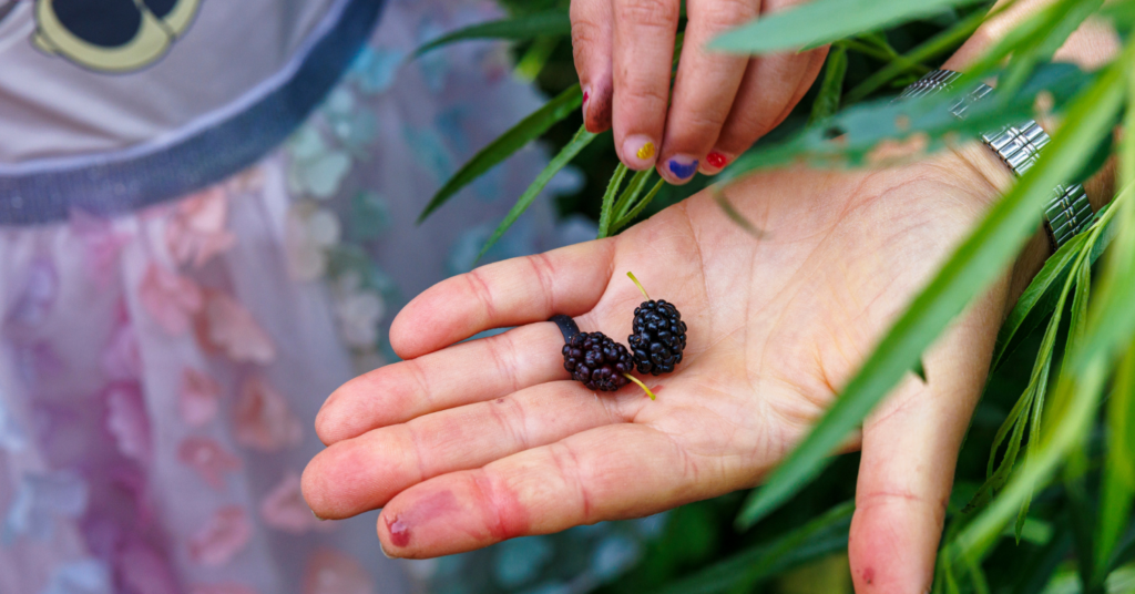 The berry best of summer | Dodge Nature Center
