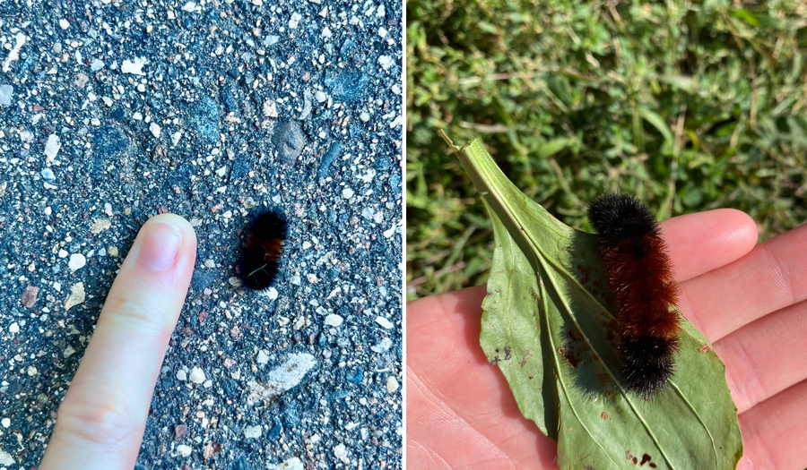 Can a caterpillar predict winter? | Dodge Nature Center