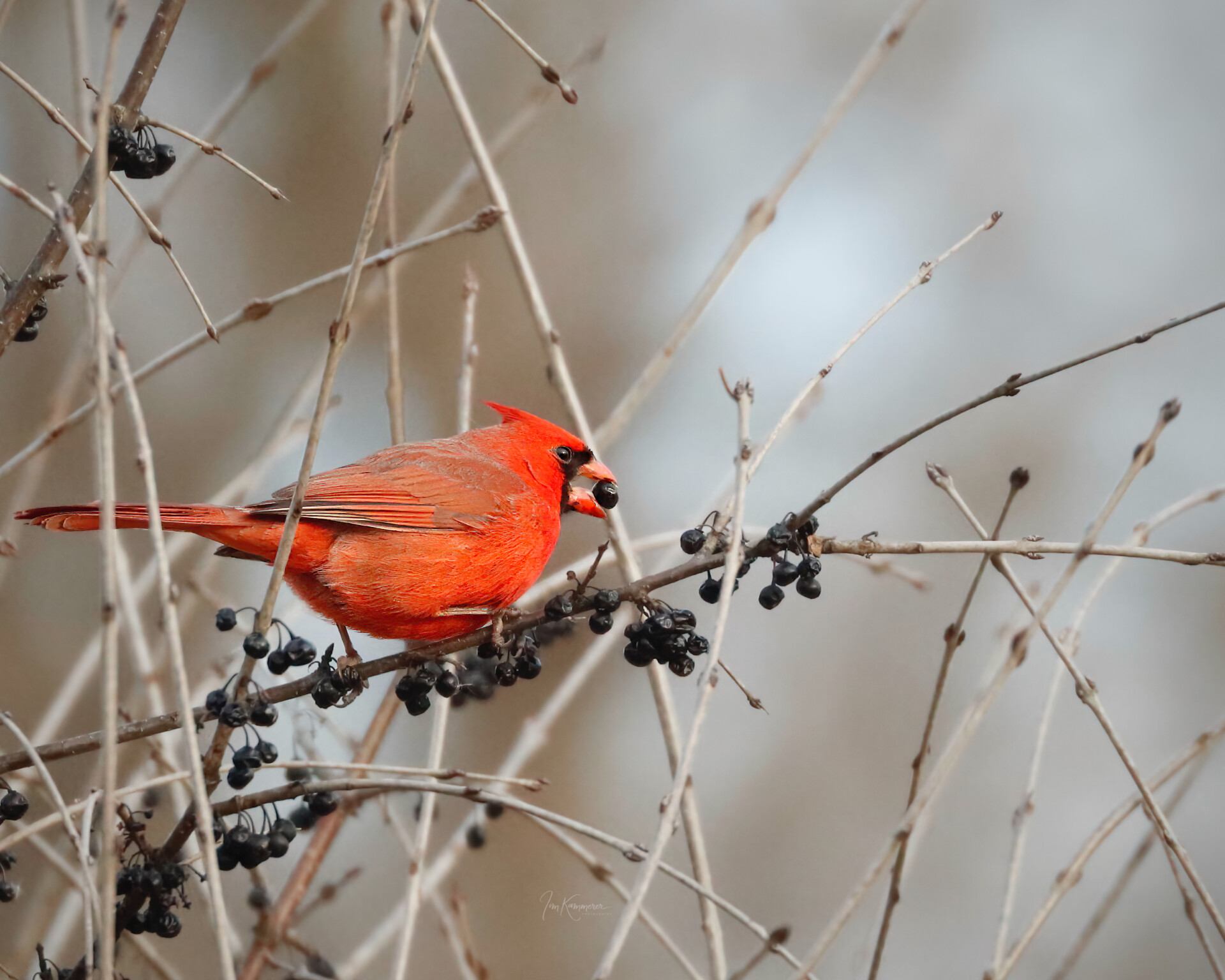 Migration: Destination Minnesota | Dodge Nature Center