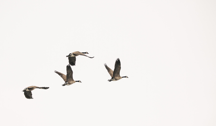 Migration: Destination Minnesota | Dodge Nature Center