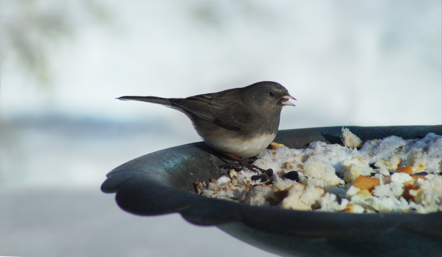 Migration: Destination Minnesota | Dodge Nature Center