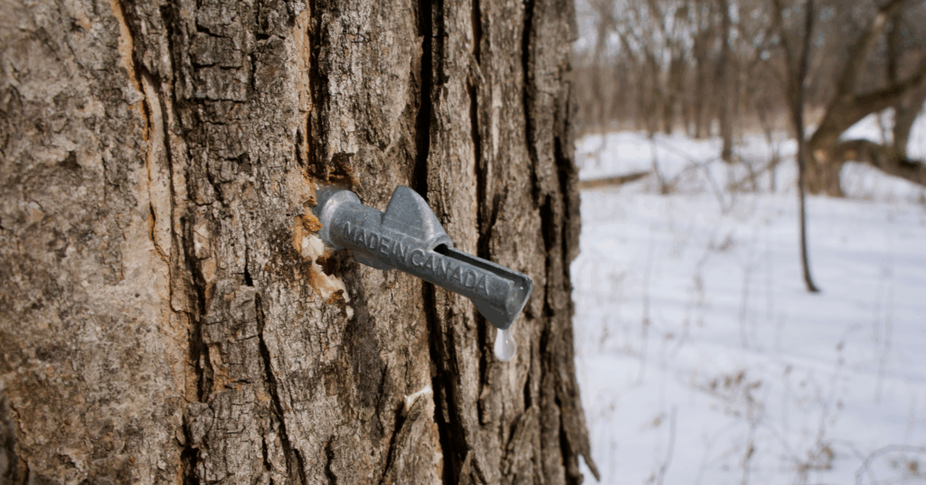 Maple Syruping Dodge Nature Center