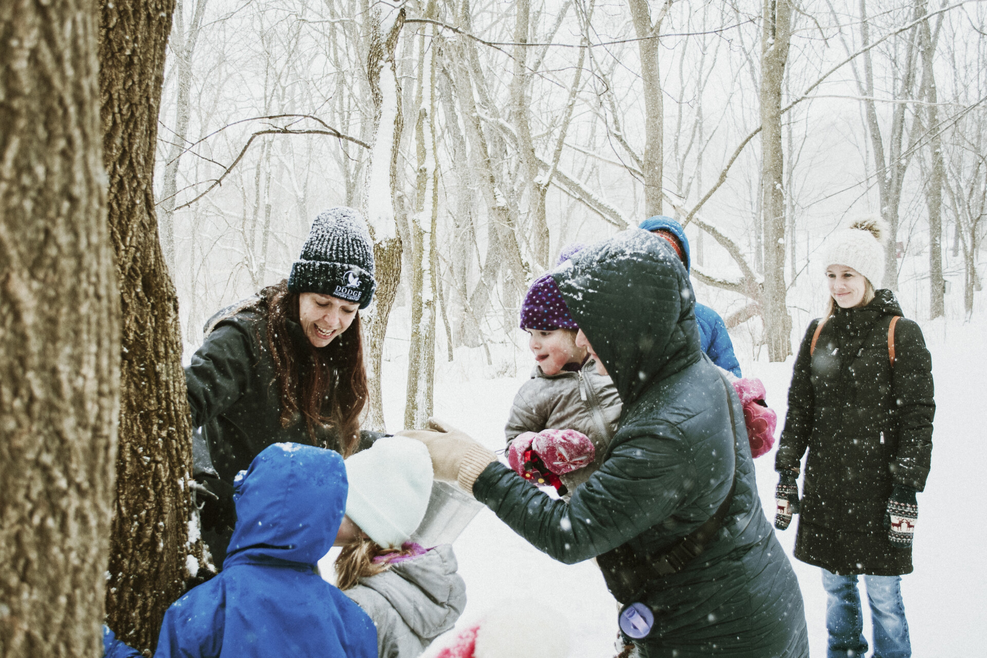 The tradition and magic of maple syrup season | Dodge Nature Center